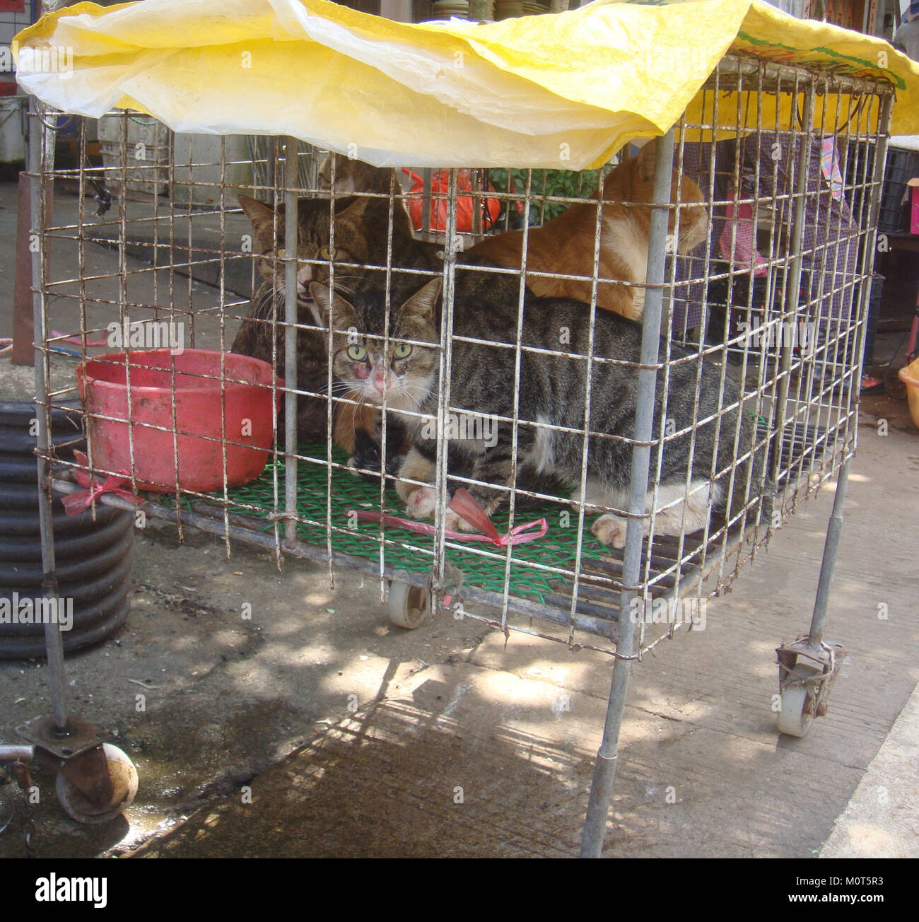 Cats at a cat meat restaurant - 01 Stock Photo - Alamy