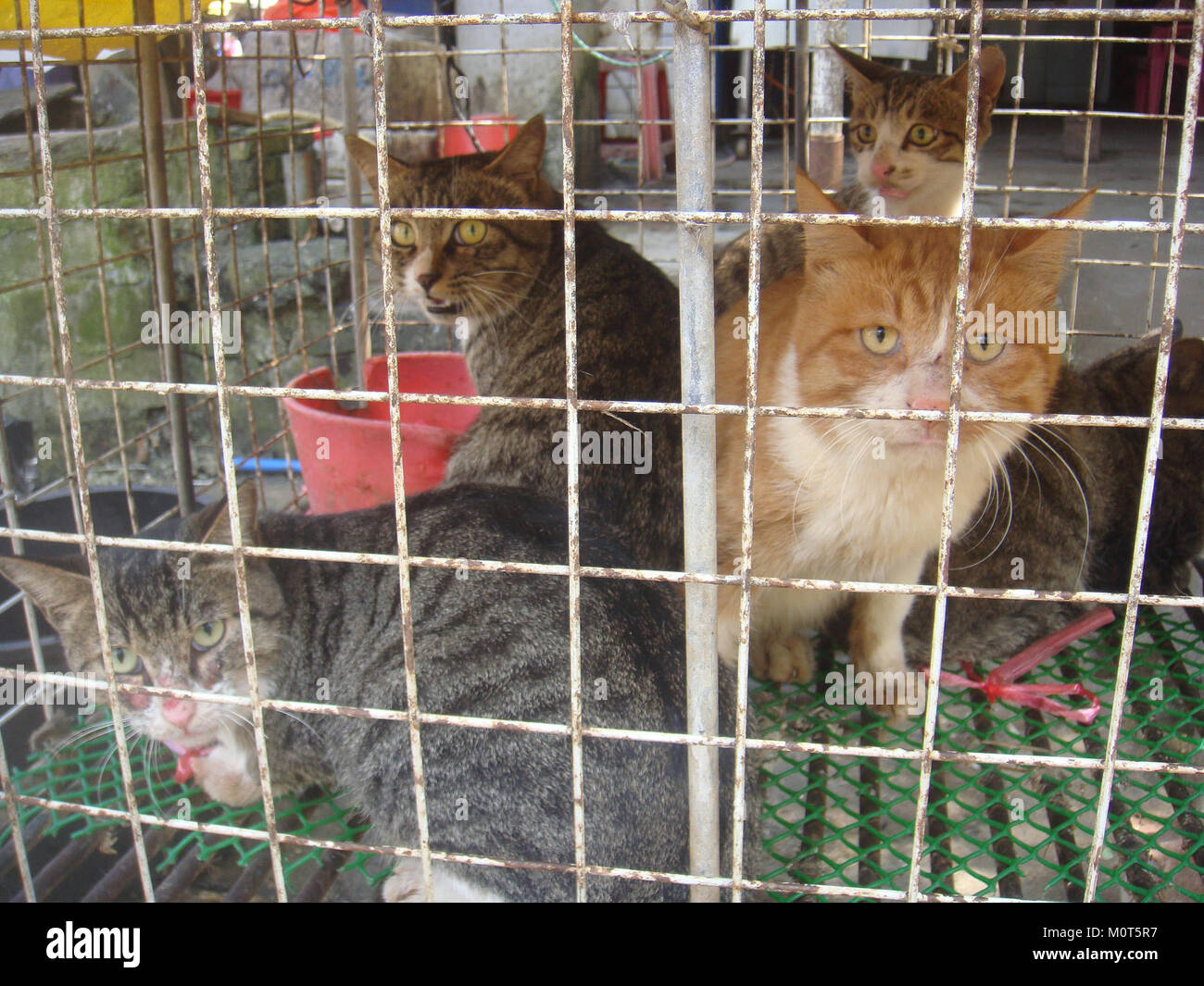 Cat meat hi-res stock photography and images - Alamy