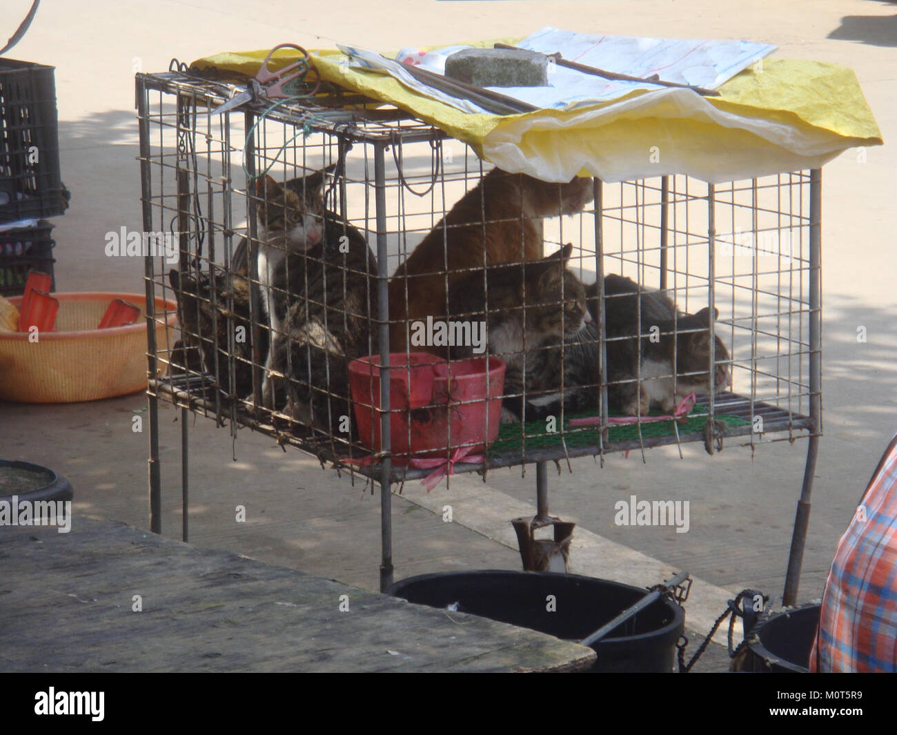 The title refers to a controversial practice in certain regions where ...