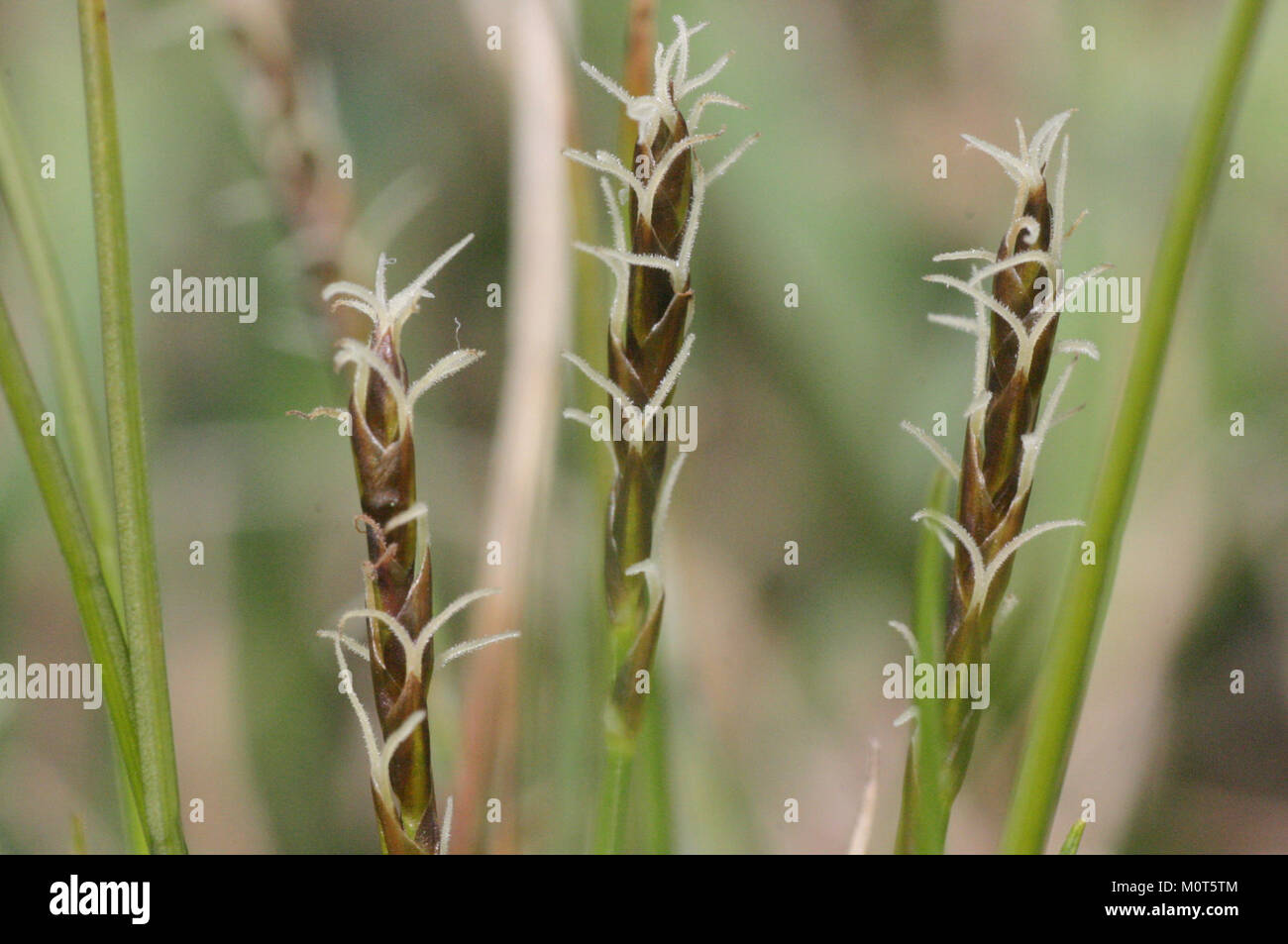 Sedge grass identification hi-res stock photography and images - Alamy