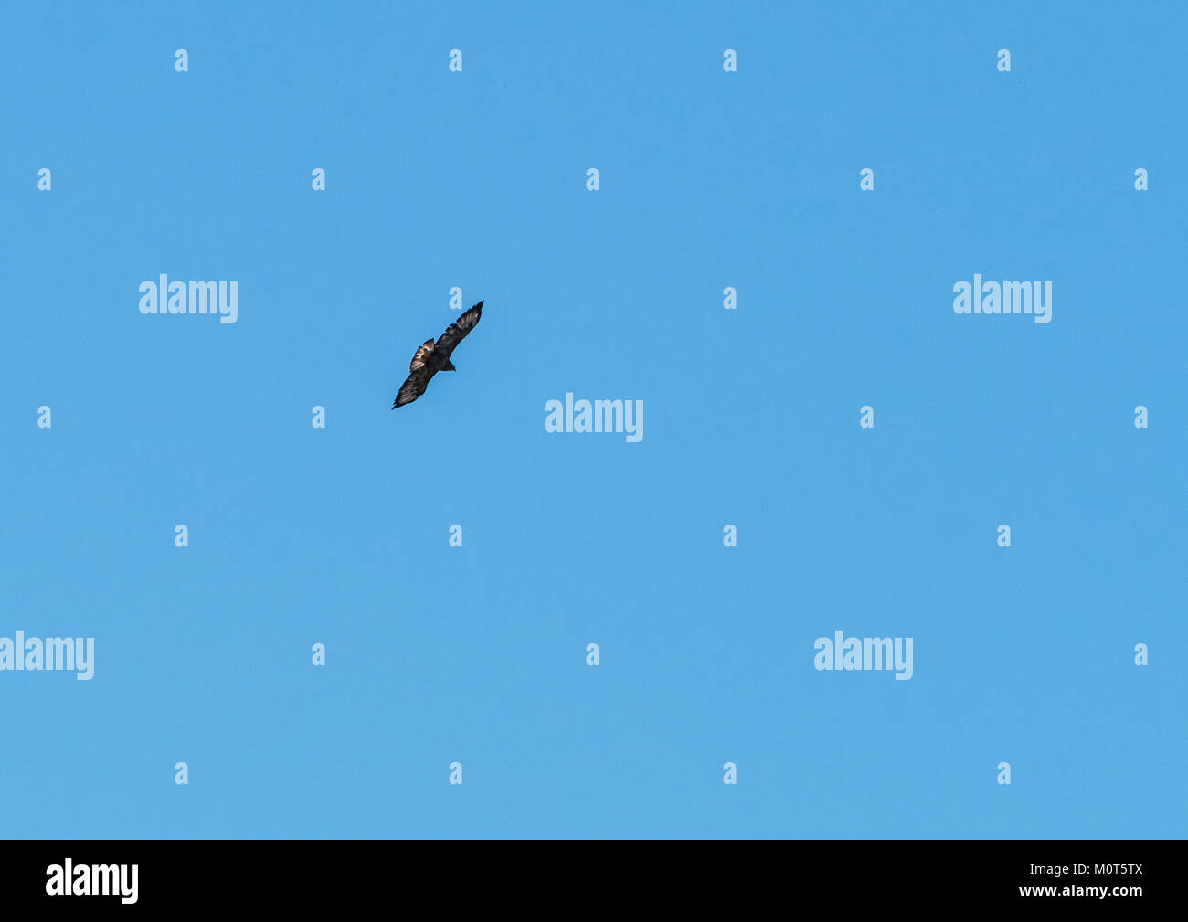 Buzzard flying hi-res stock photography and images - Alamy