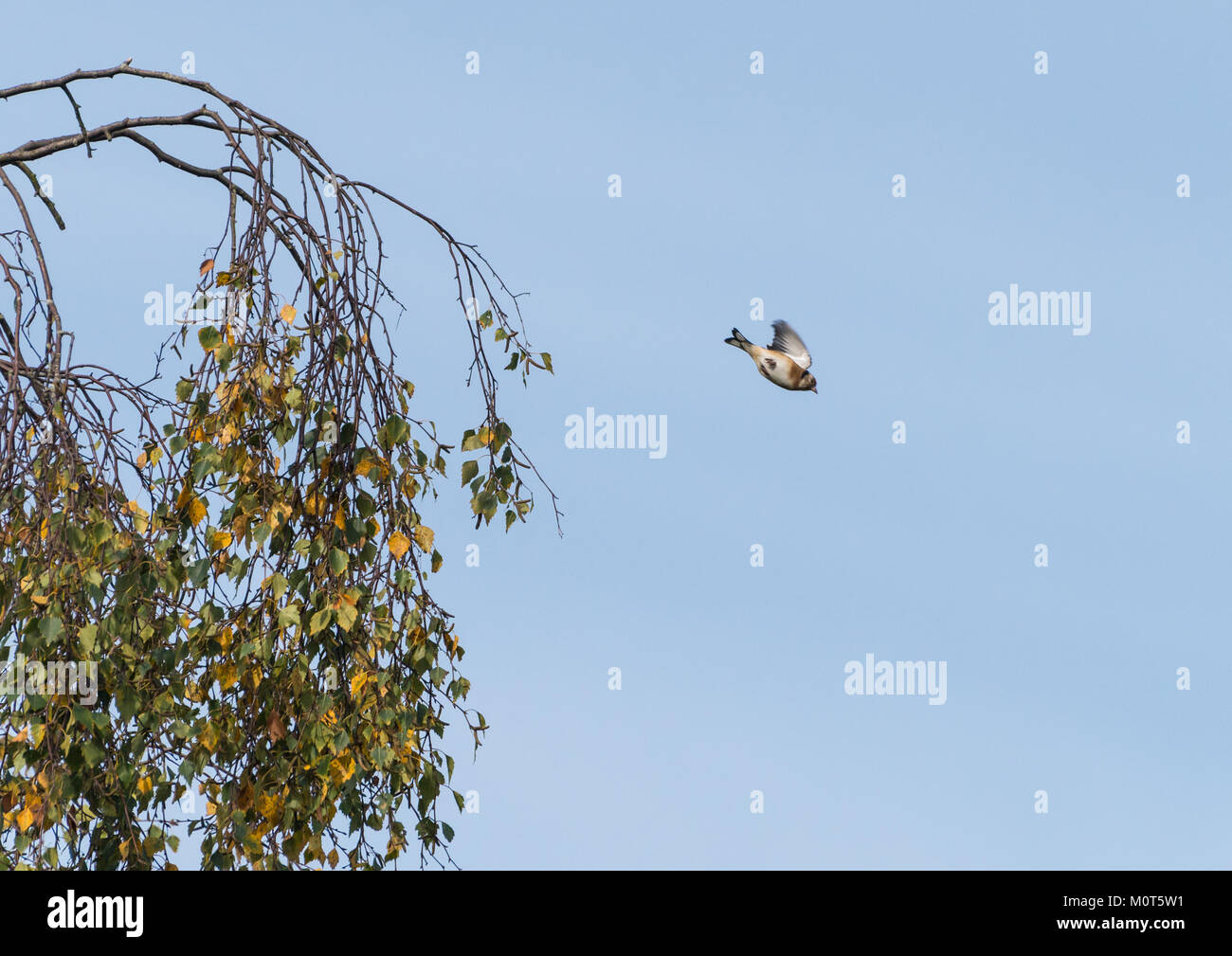 Leaping bird hi-res stock photography and images - Alamy