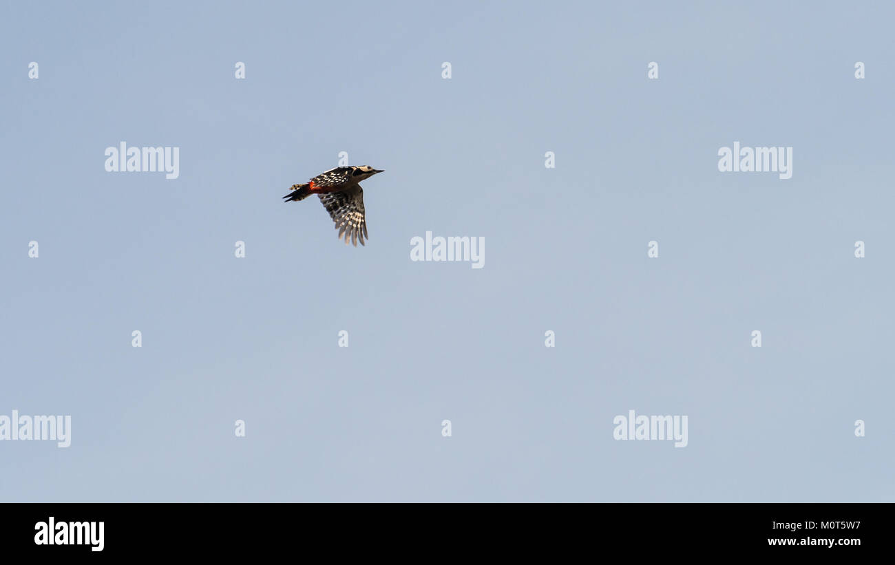 A great spotted woodpecker flies through a blue sky Stock Photo - Alamy