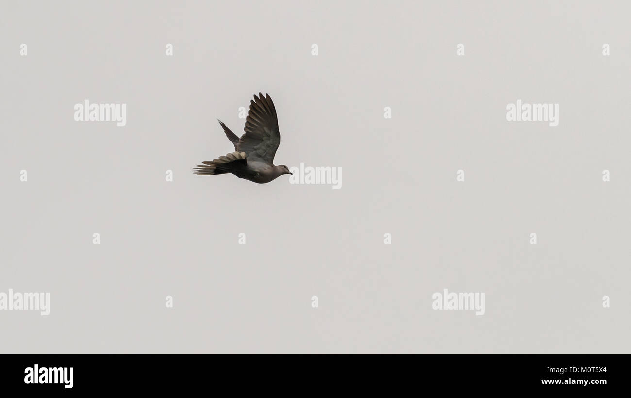 A shot of a collared dove flying through a cloudy grey sky Stock Photo ...