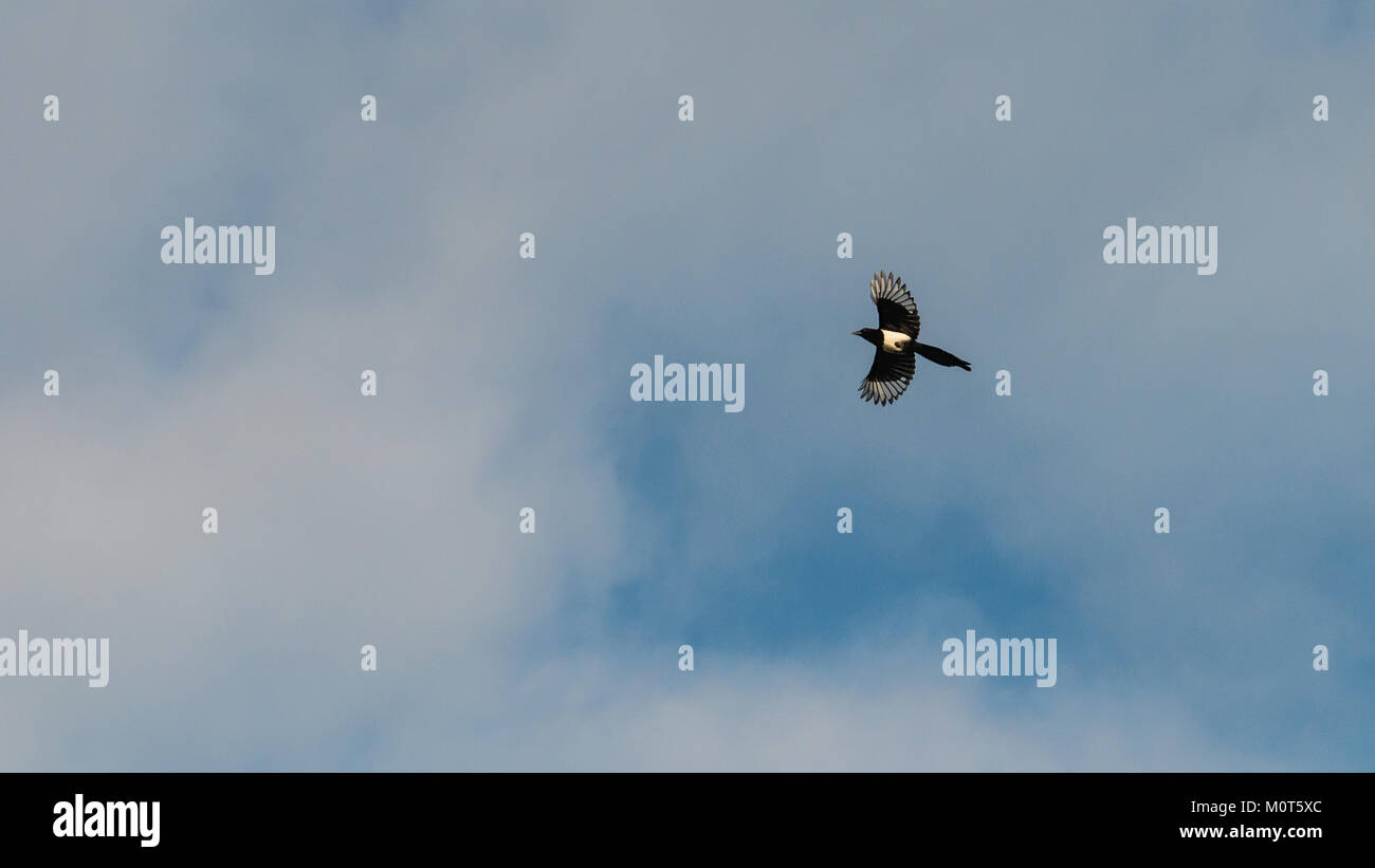 A shot of a single flying magpie Stock Photo - Alamy