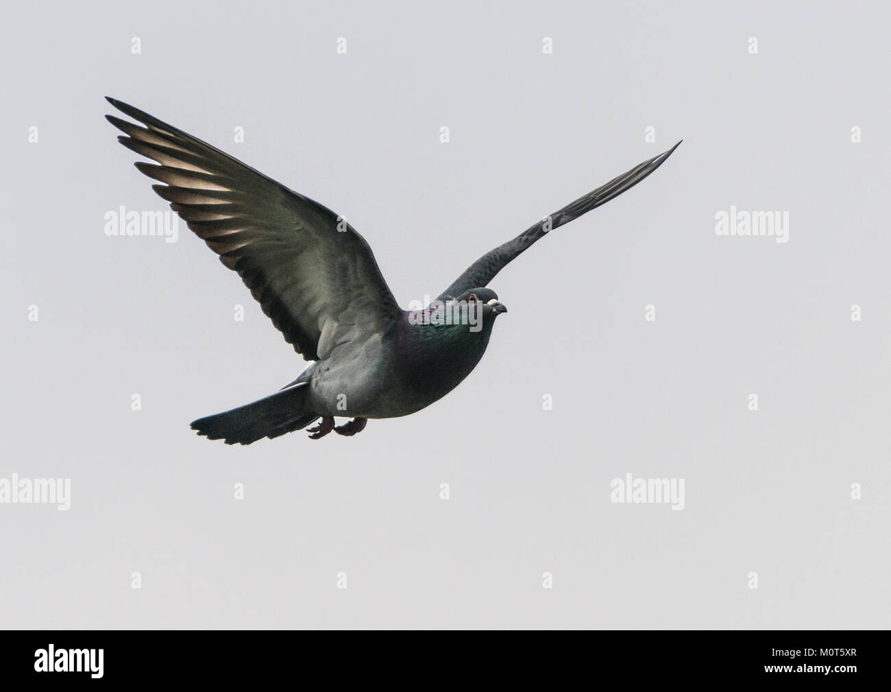 Grey feathered bird hi-res stock photography and images - Alamy