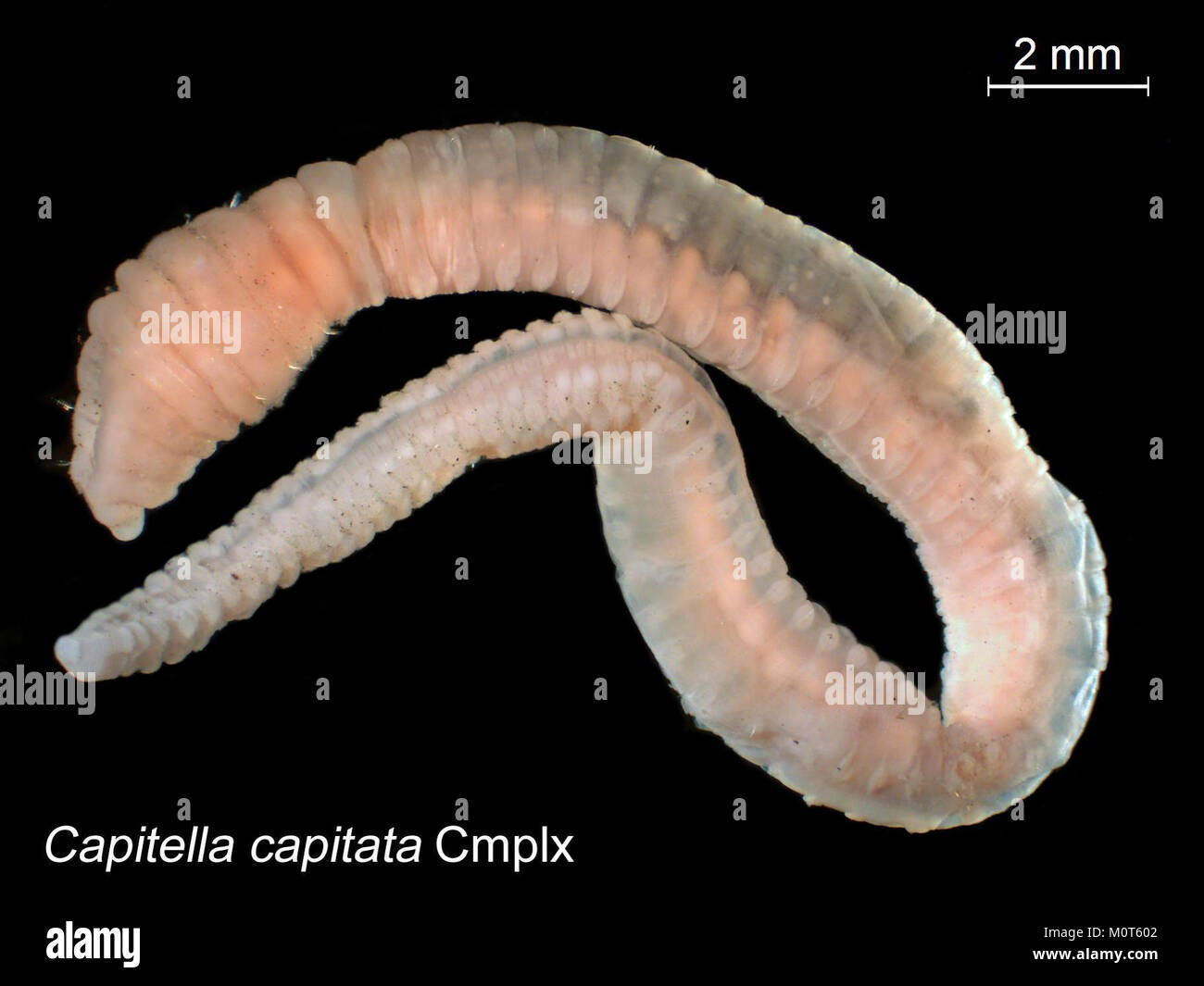 Capitella capitata is a species of polychaete worm, first described by ...
