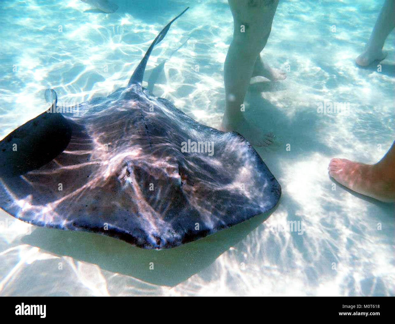Stingray City, located in the Cayman Islands, is a popular tourist ...