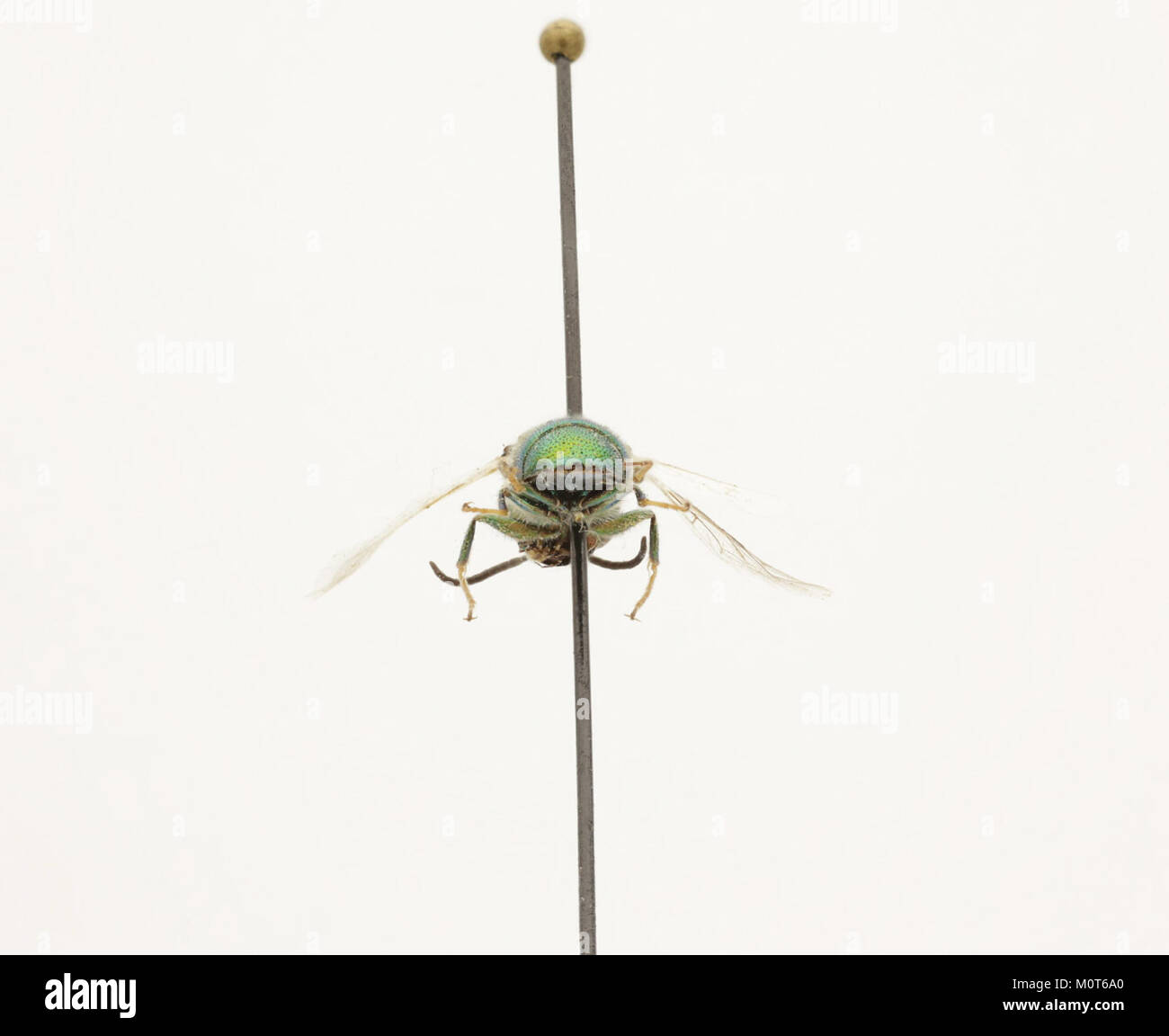 Cephalochrysis ehrenbergi (Zoosphere 128 064 Stock Photo - Alamy