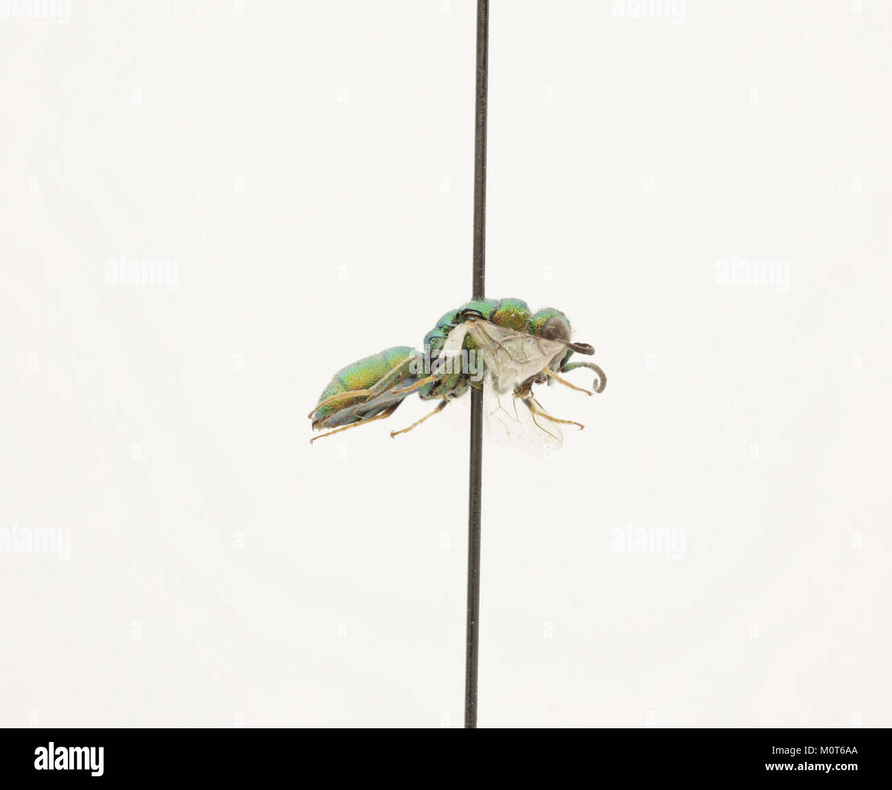 Cephalochrysis ehrenbergi (Zoosphere 128 073 Stock Photo - Alamy