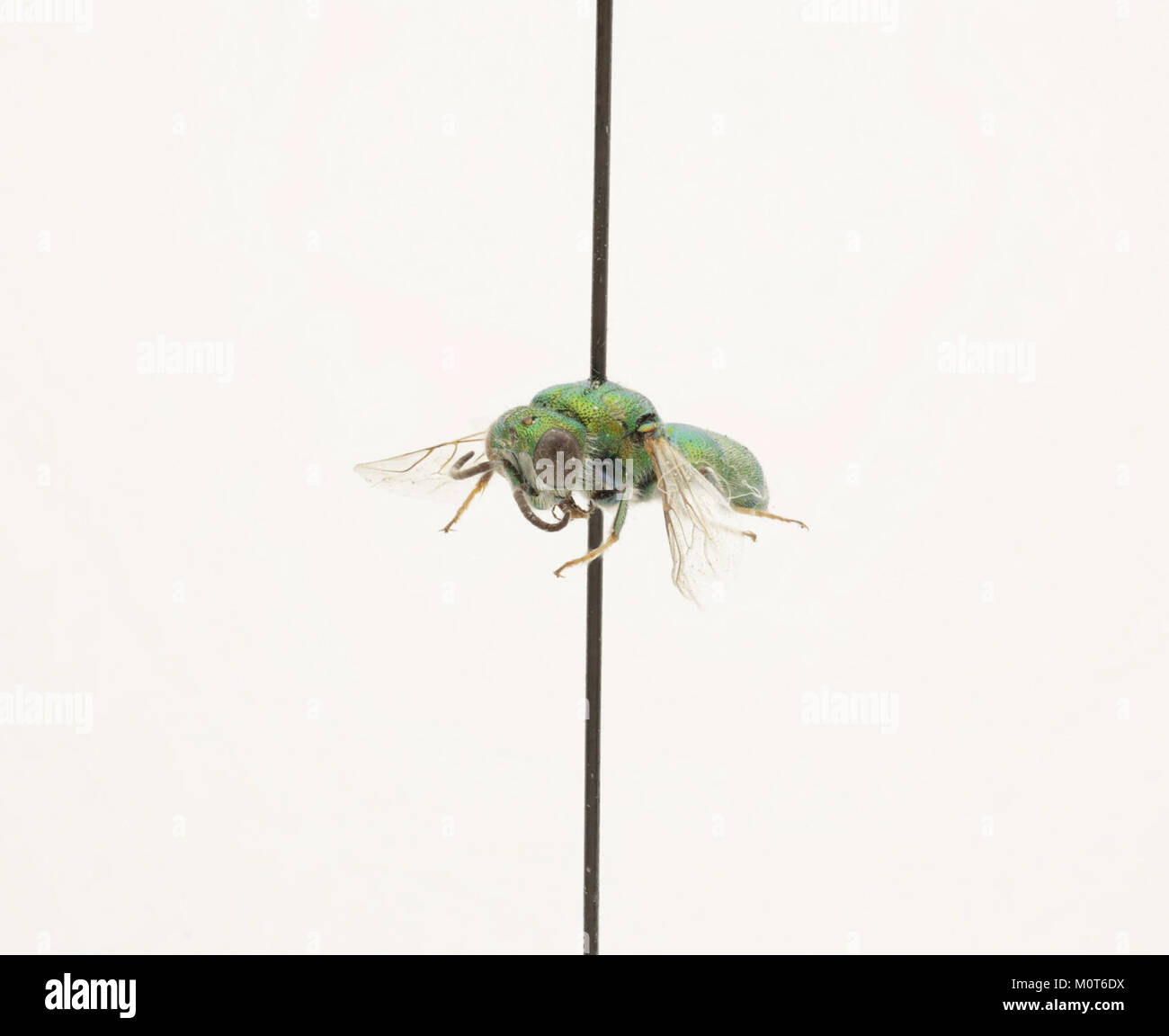 Cephalochrysis ehrenbergi (Zoosphere 128 160 Stock Photo - Alamy