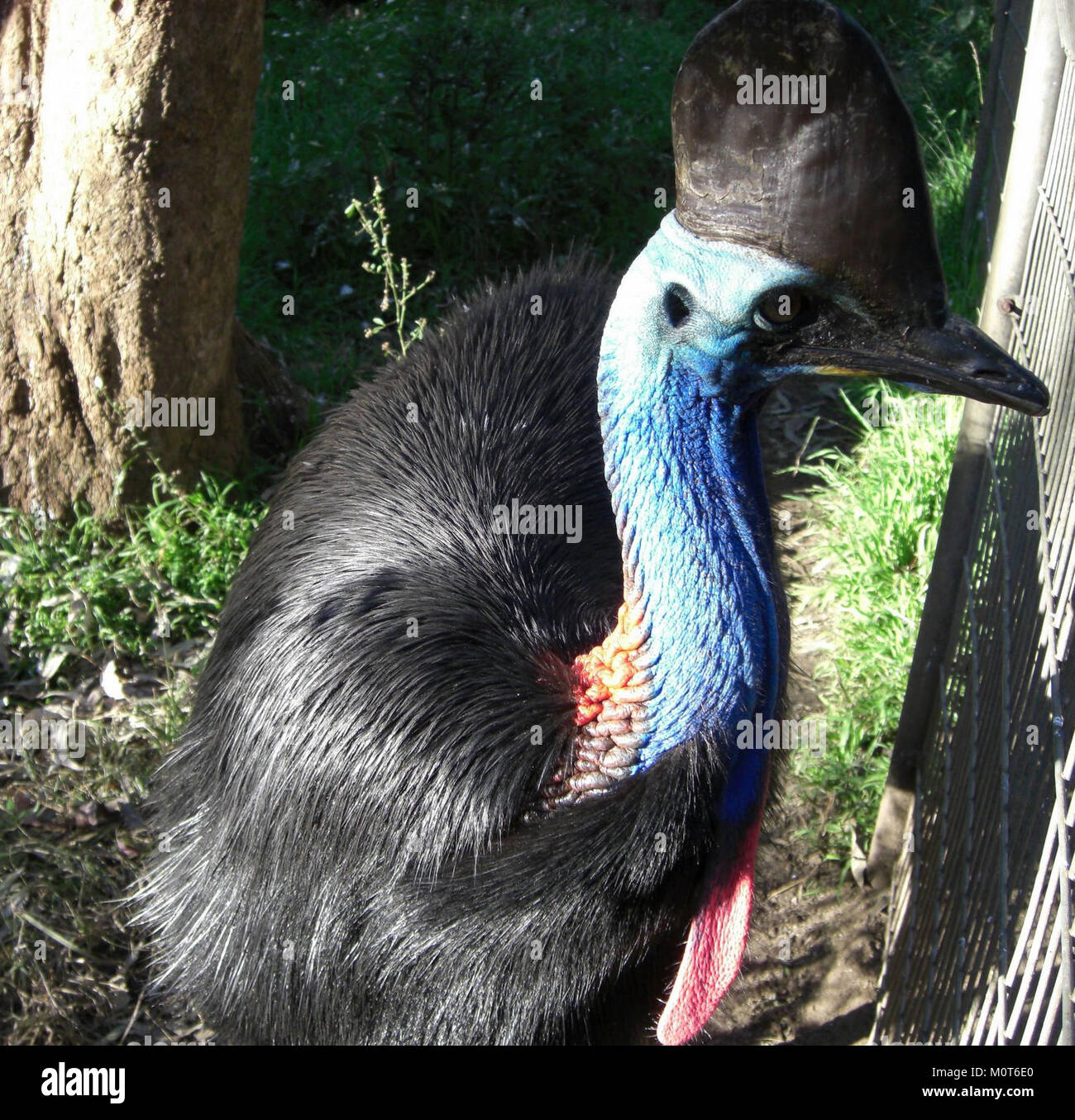 The Casuarius casuarius, also known as the Southern Cassowary, is a large, flightless bird ...