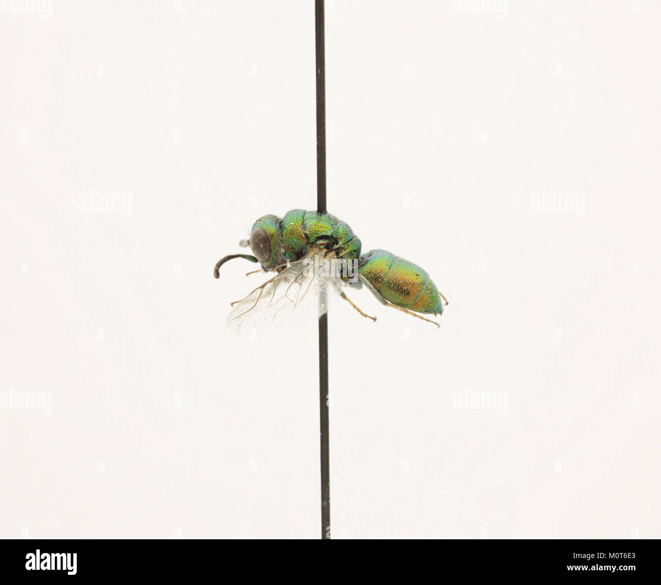 Cephalochrysis ehrenbergi is a species of parasitic wasp, documented in ...