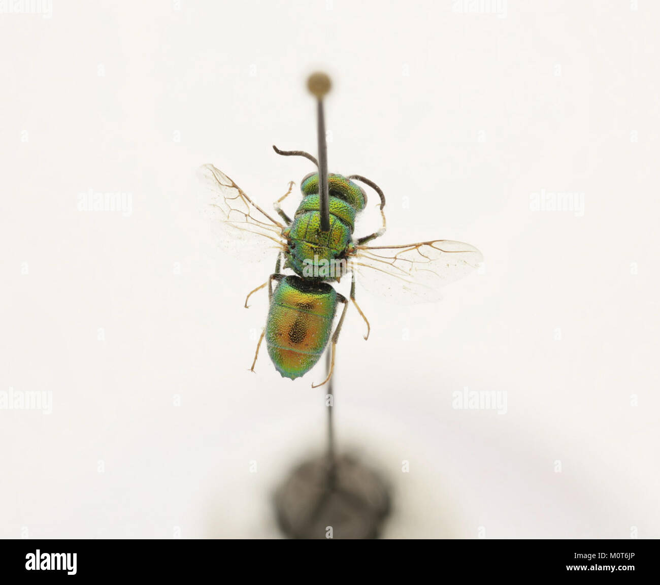 Cephalochrysis ehrenbergi (Zoosphere 128 283 Stock Photo - Alamy