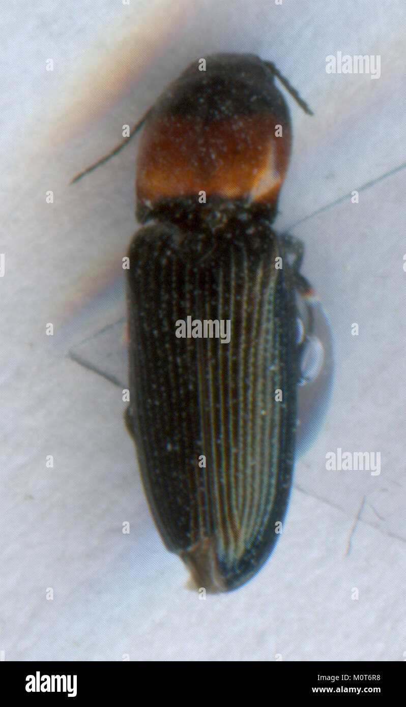 Cardiophorus ruficollis hi-res stock photography and images - Alamy