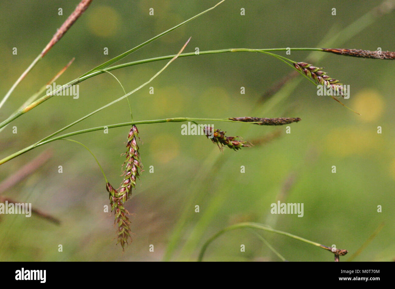 Sedge grass identification hi-res stock photography and images - Alamy