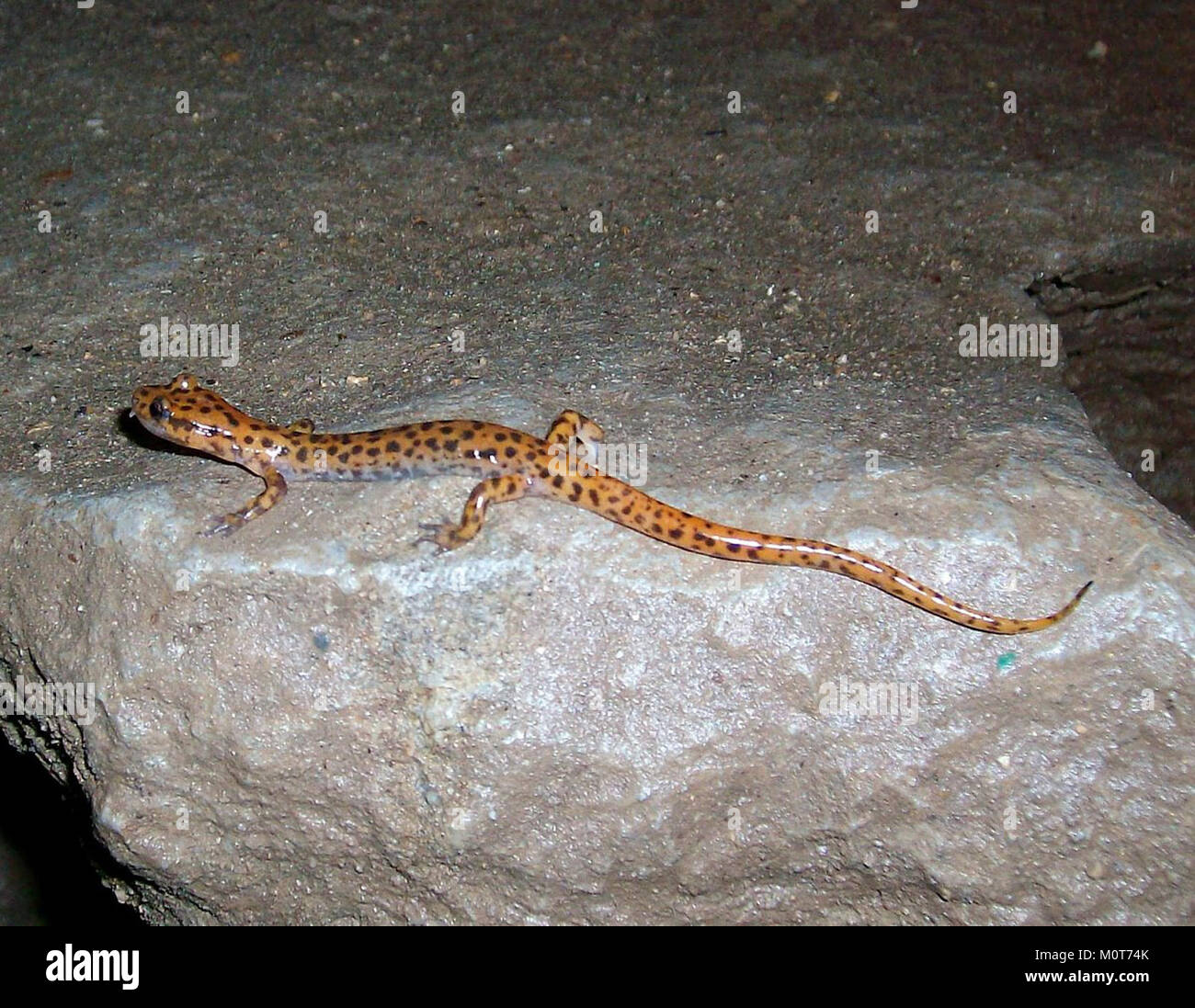 Salamander adaptations hi-res stock photography and images - Alamy