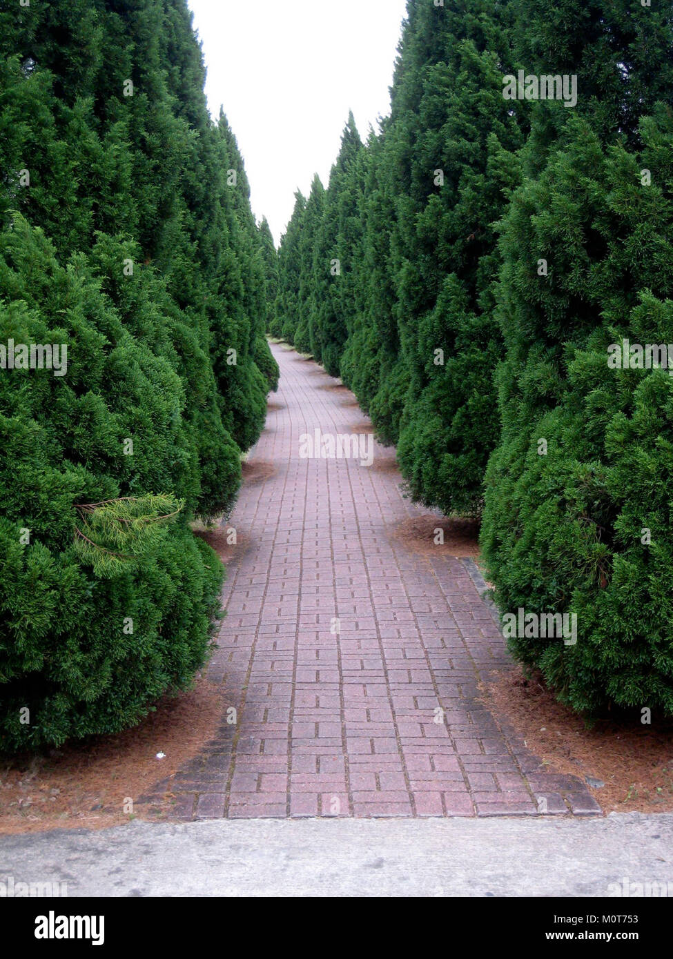 A walkway lined with cedar trees, providing a scenic and tranquil ...