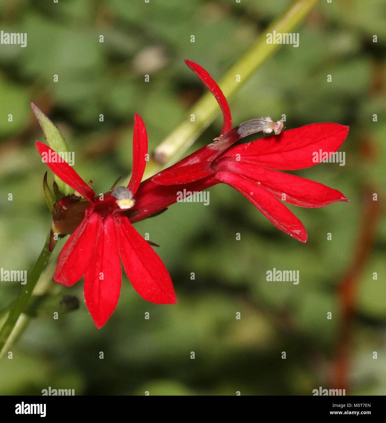 Cardinal flower illustration hi-res stock photography and images - Alamy