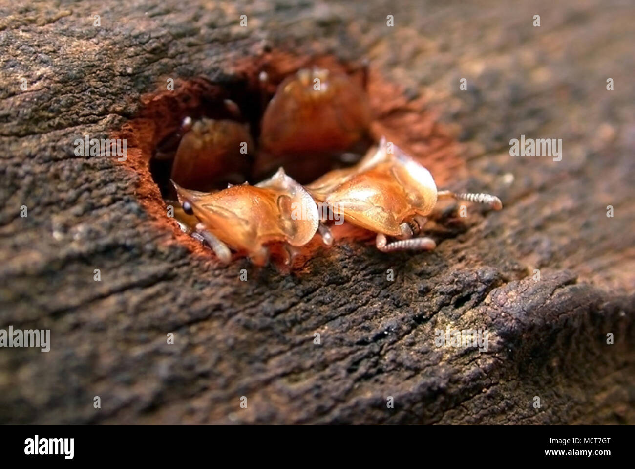 Cephalotes clypeatus, also known as turtle ants, are shown at the ...