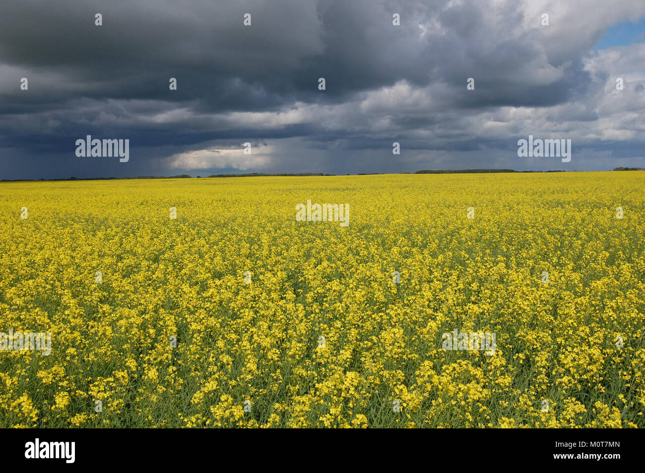 A canola field, often seen in agricultural landscapes, is cultivated ...