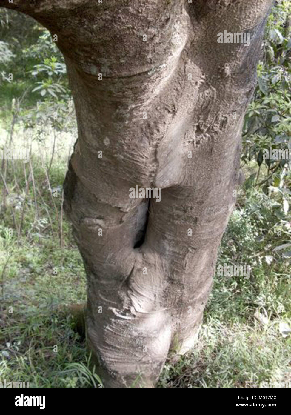 The Celtis paniculata, also known as the Indian Nettle Tree, is ...