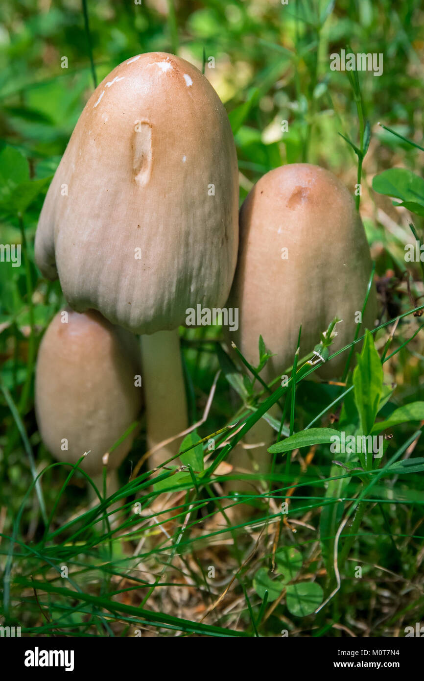 Three mushrooms growing in the wild Stock Photo - Alamy