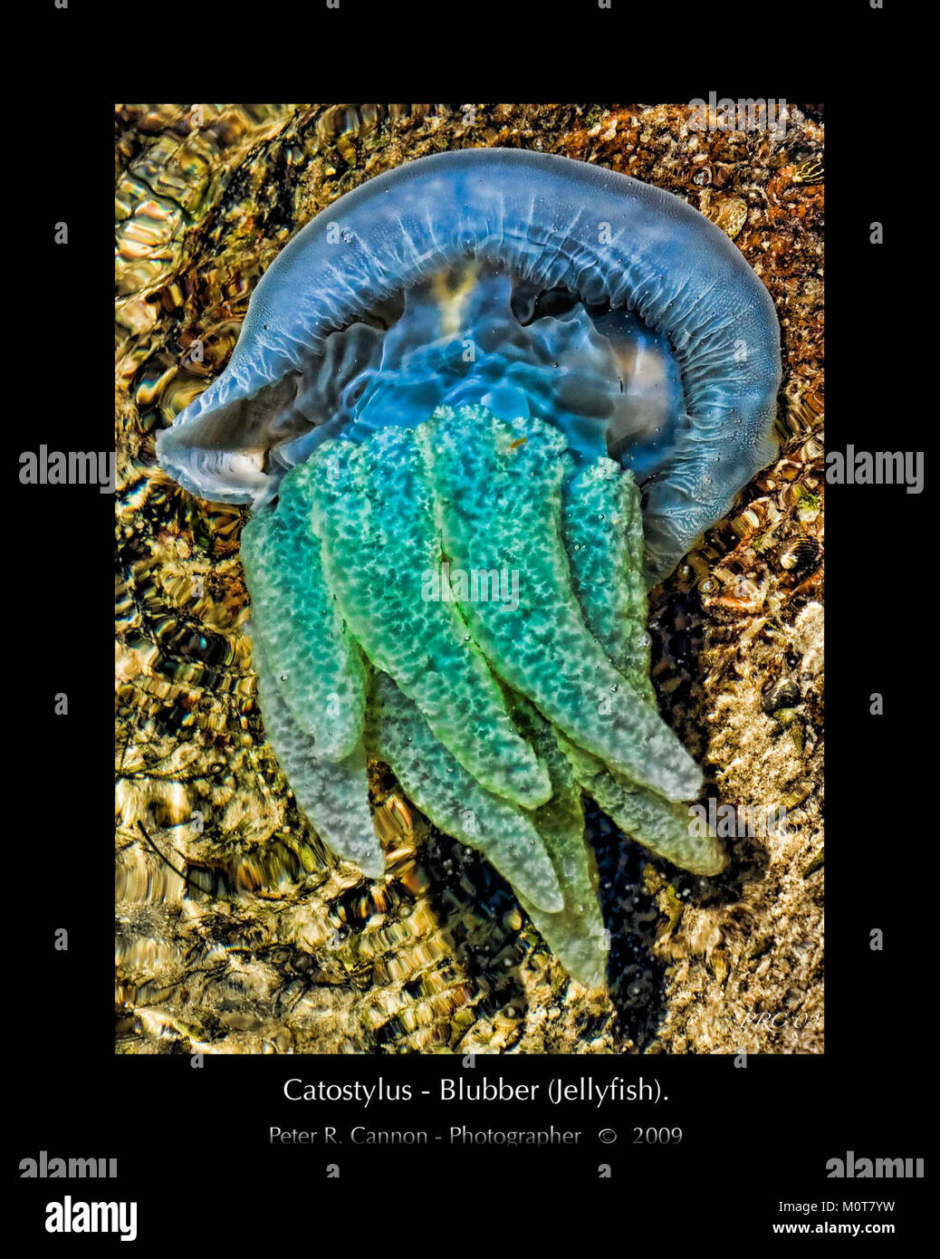Catostylus is a genus of jellyfish found in the waters of the Indo ...