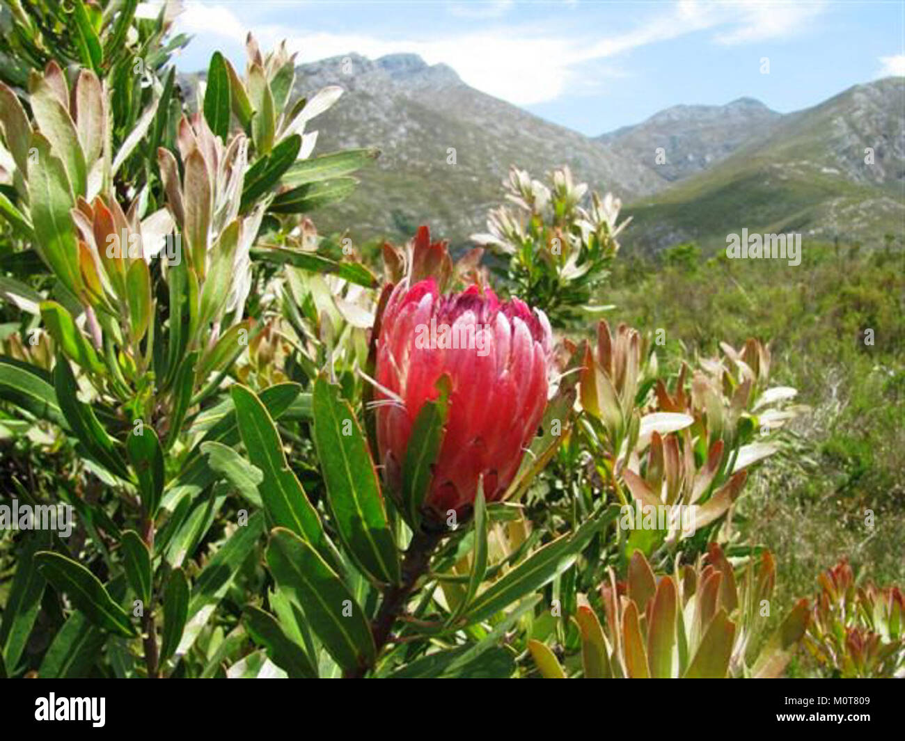 Vegetation types hi-res stock photography and images - Alamy