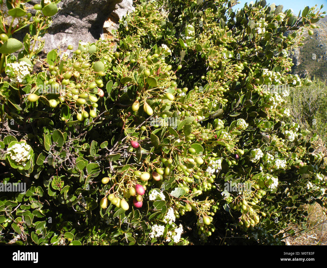 The Cassine peragua tree, native to South Africa, is known for its ...