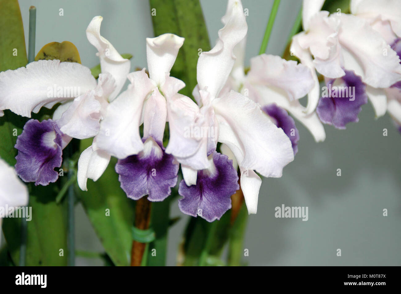 Cattleya lawrenceana forma coerulea Aulisi is a rare form of the ...