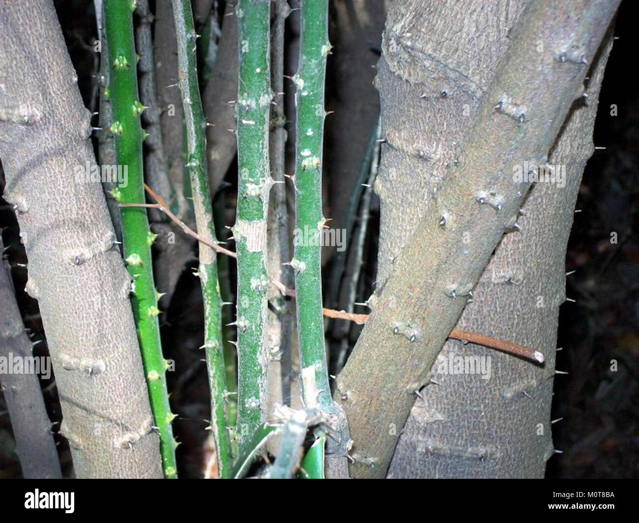 Rbg book cover hi-res stock photography and images - Alamy