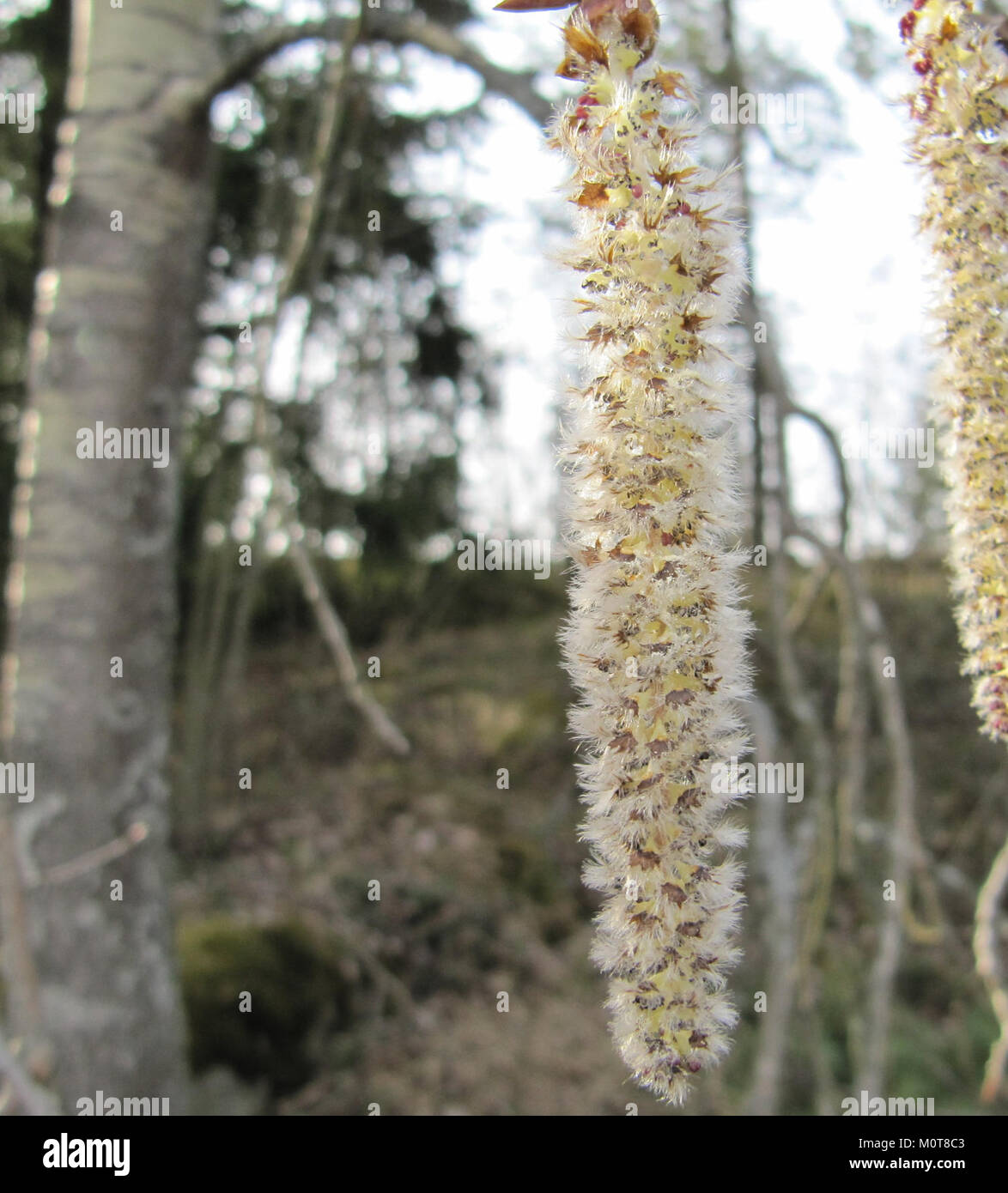 Aspen tree species hi-res stock photography and images - Alamy