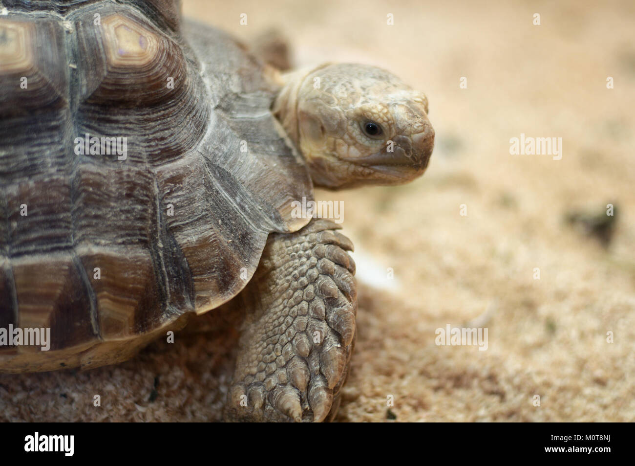 Centrochelys sulcata, commonly known as the African spurred tortoise ...