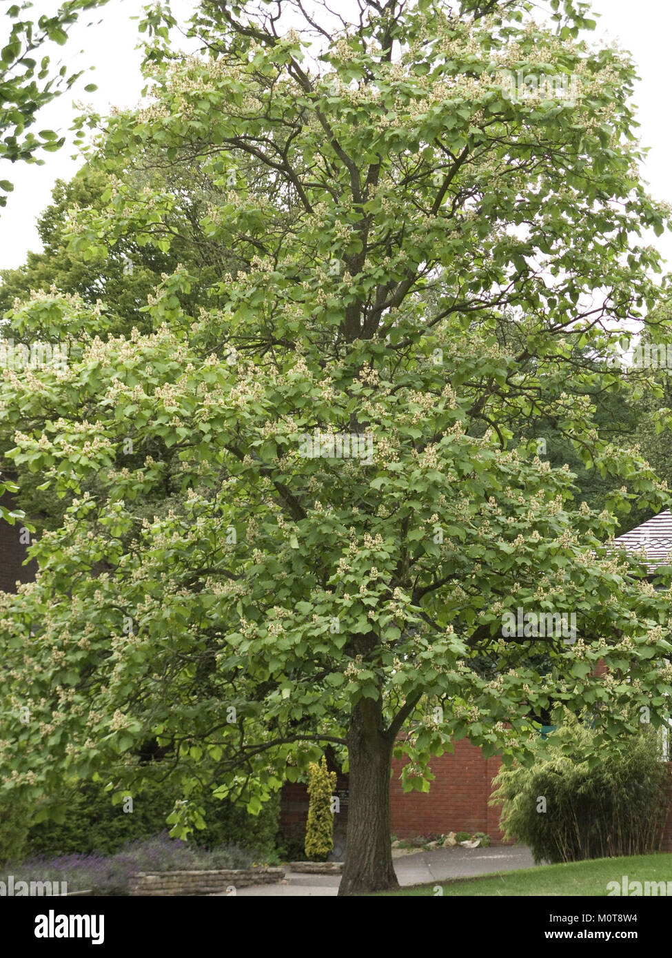 Catalpa ovata, also known as the oval-leaf catalpa, is a species of ...