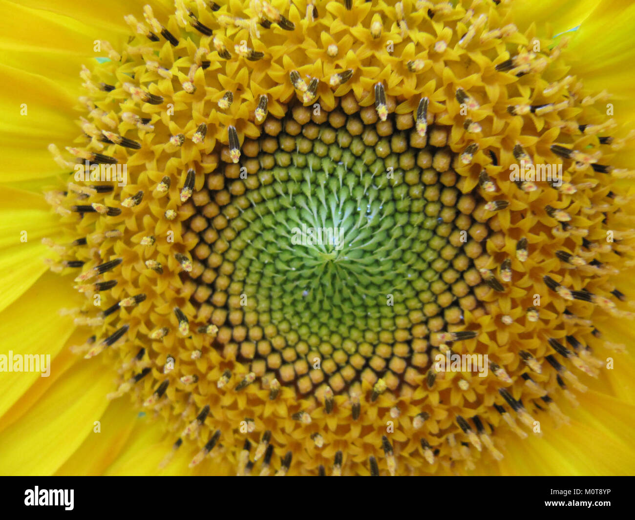 Central reproductive structure hi-res stock photography and images - Alamy