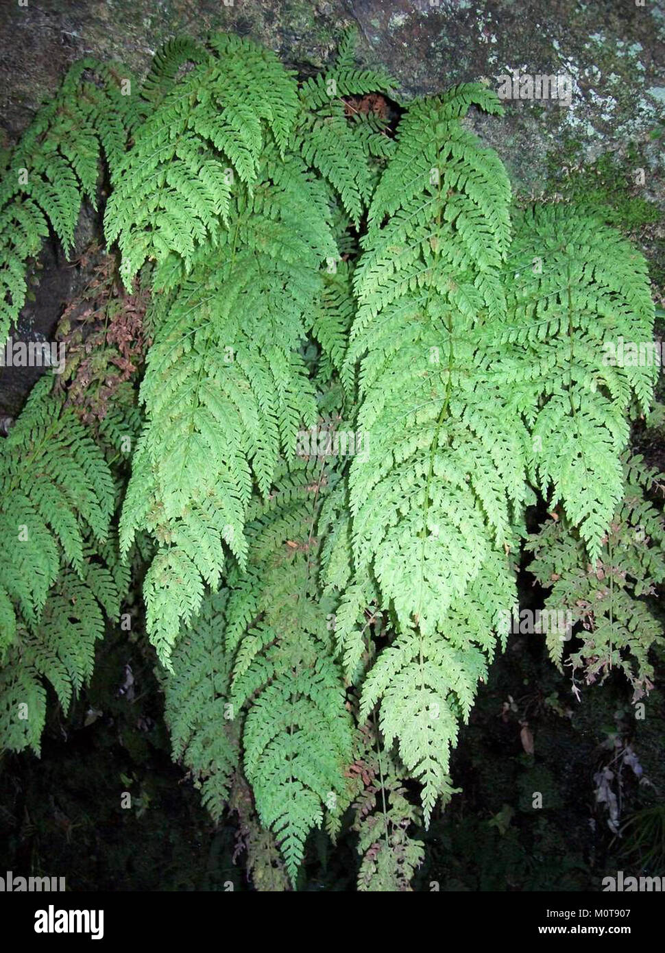 Cave Fern Leura Stock Photo - Alamy
