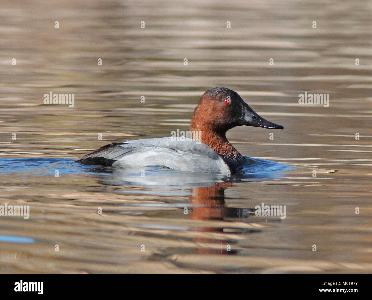 The image shows a Canvasback duck at Patagonia Lake in Arizona ...