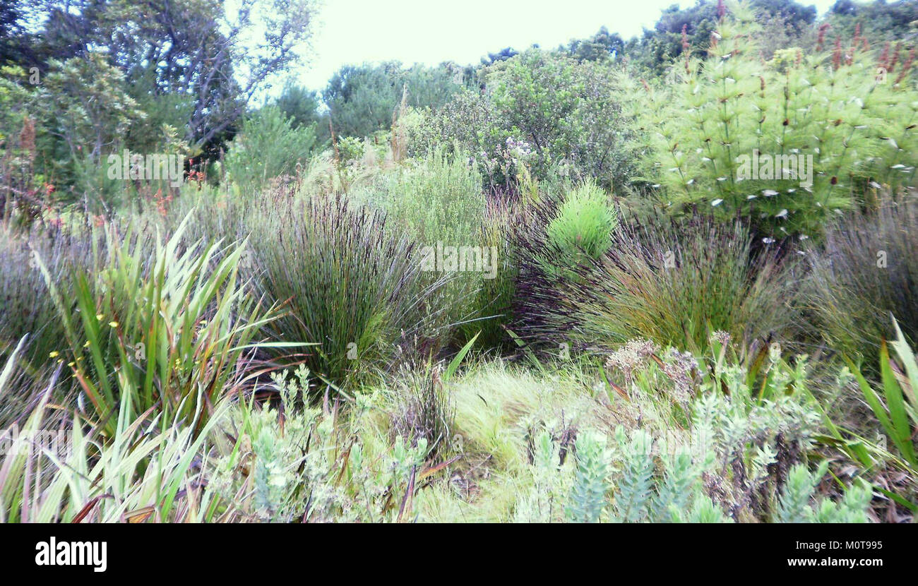 Restios High Resolution Stock Photography and Images - Alamy