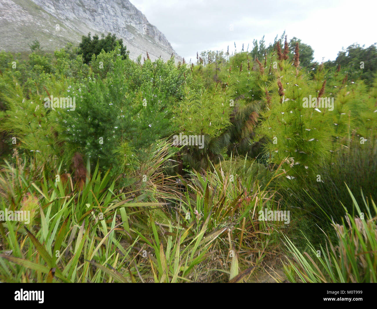 Restios hi-res stock photography and images - Alamy
