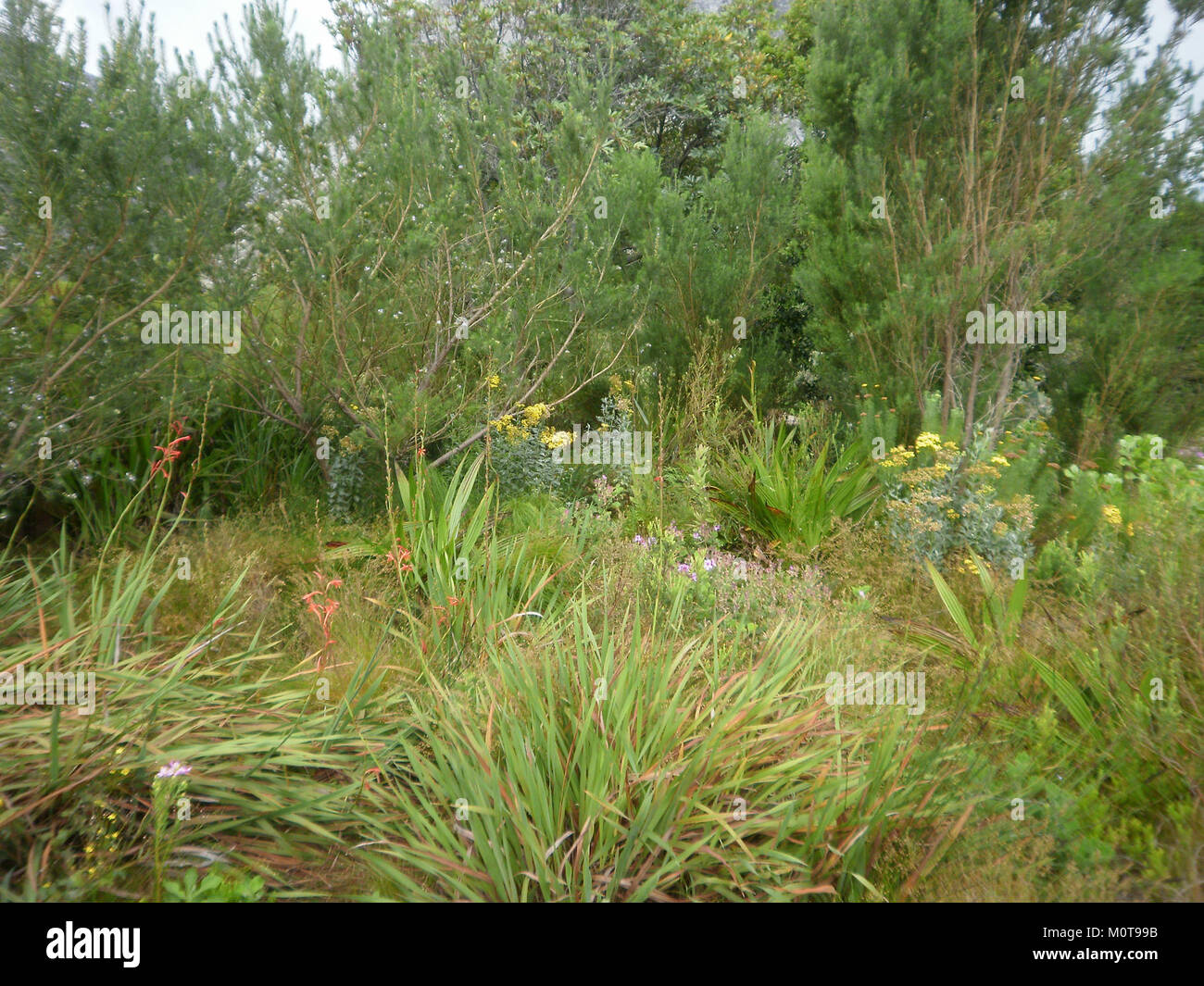 The Cape Lowland Freshwater Wetland in South Africa is a vital ...