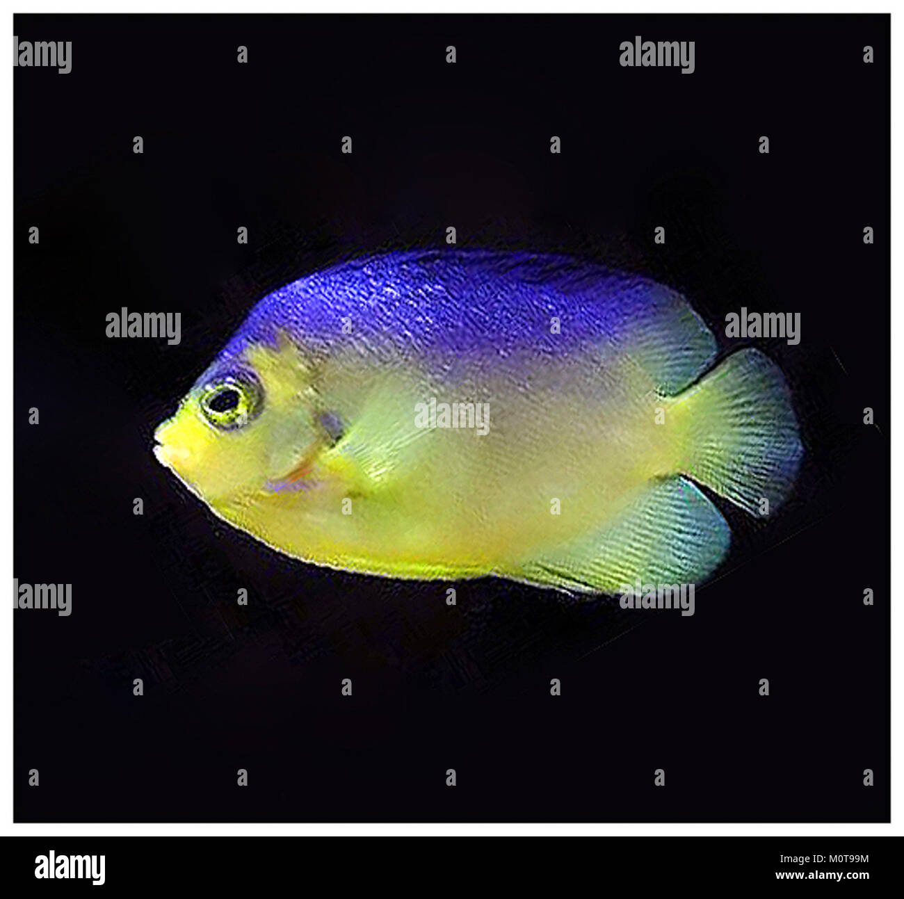 Centropyge colini, a species of pygmy angelfish, is native to the Indo ...