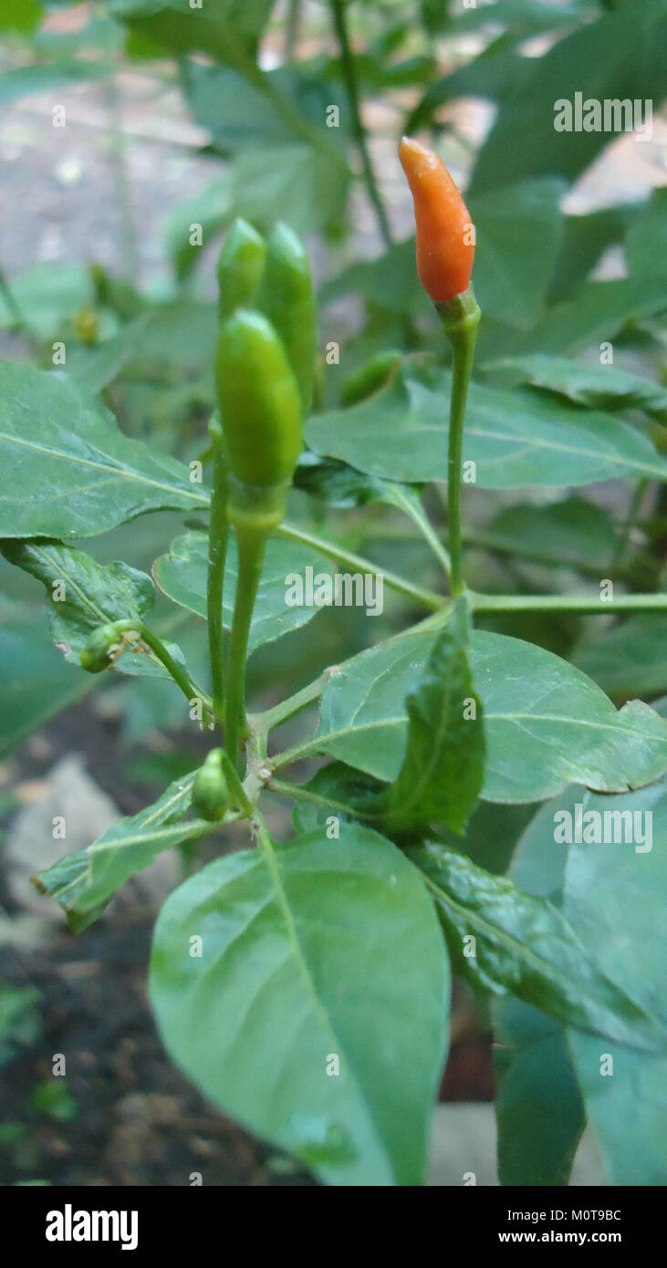 Siling labuyo hi-res stock photography and images - Alamy