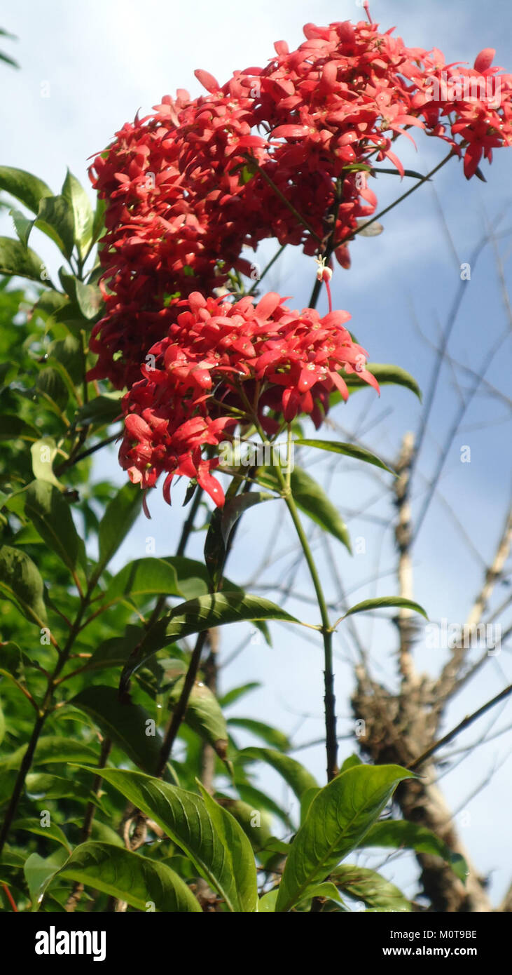 Carphalea kirondron is a plant species, notable for its botanical ...