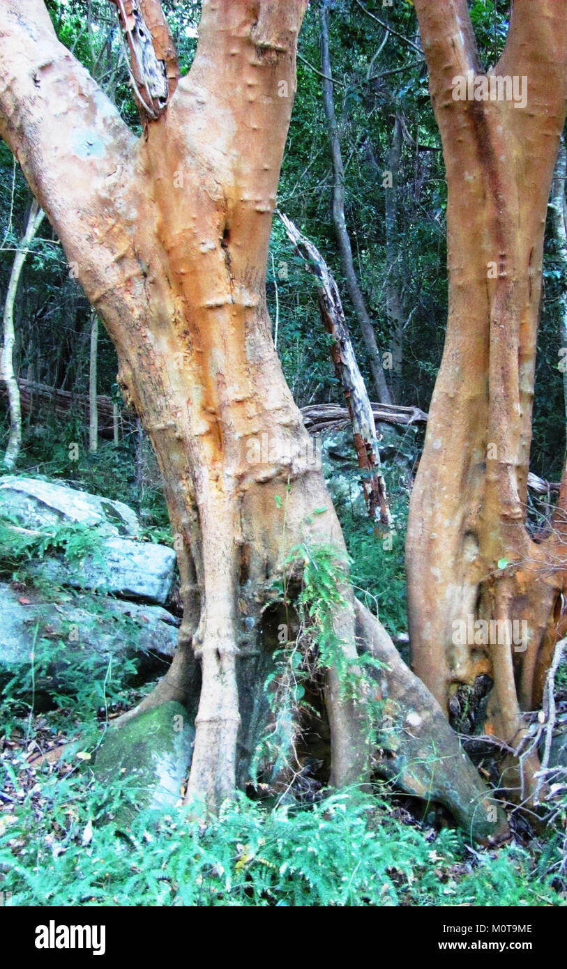 The Cassine Peragua trunk, located in Newlands Forest, Cape Town, is a ...