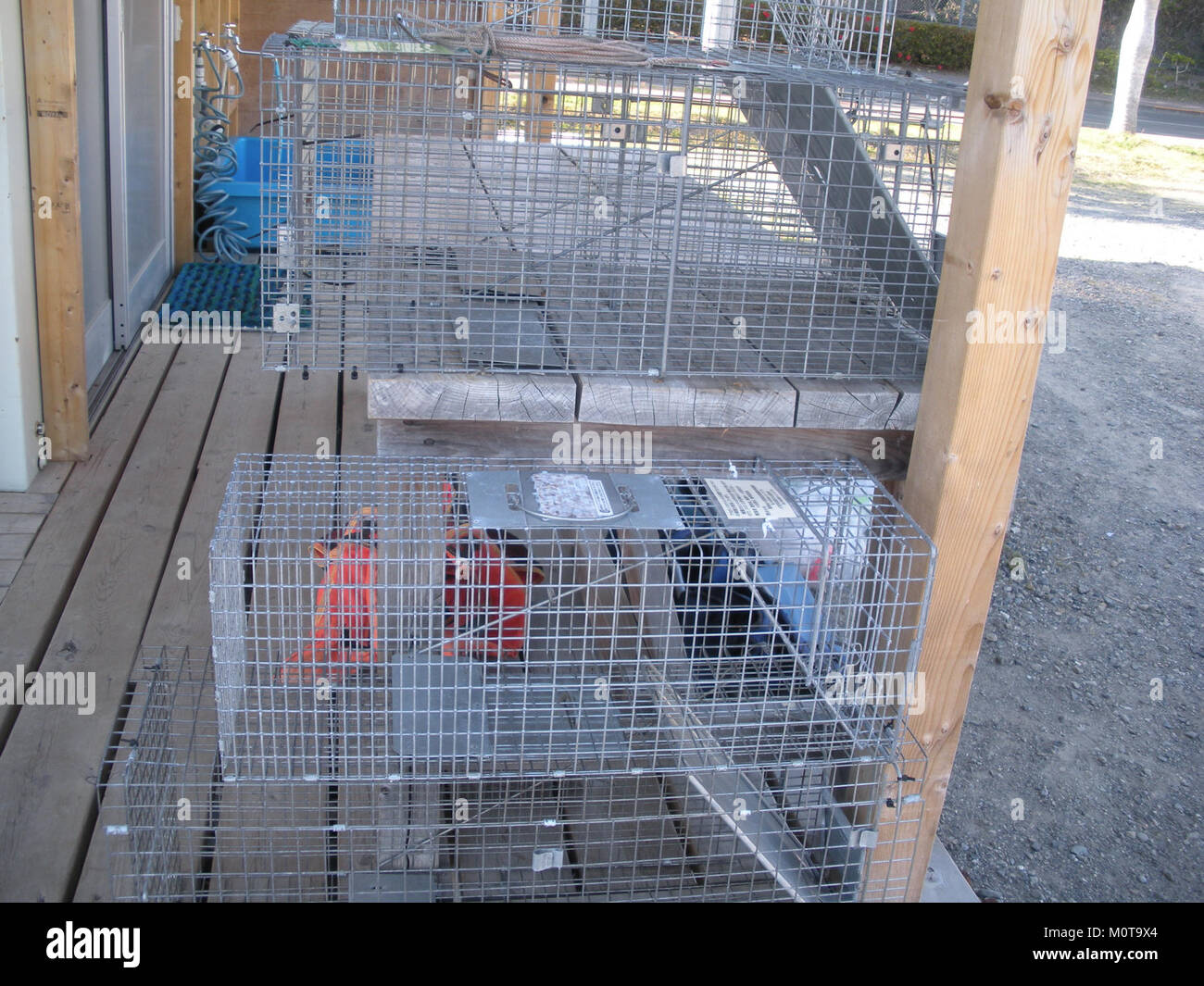 A cat trap is a device used to safely capture and transport stray or ...