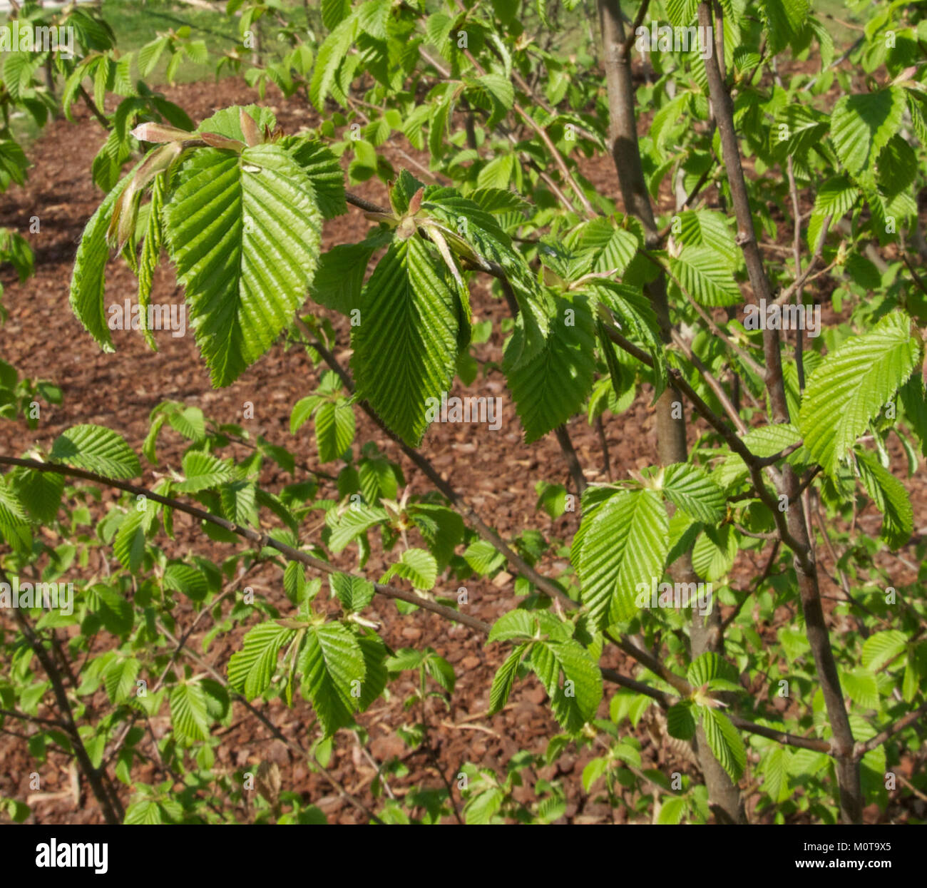 Charme carpinus betulus hi-res stock photography and images - Alamy