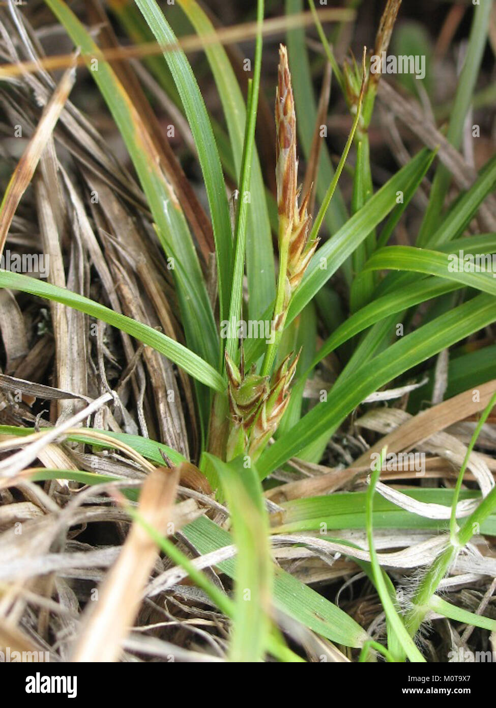 Short restoration hi-res stock photography and images - Alamy