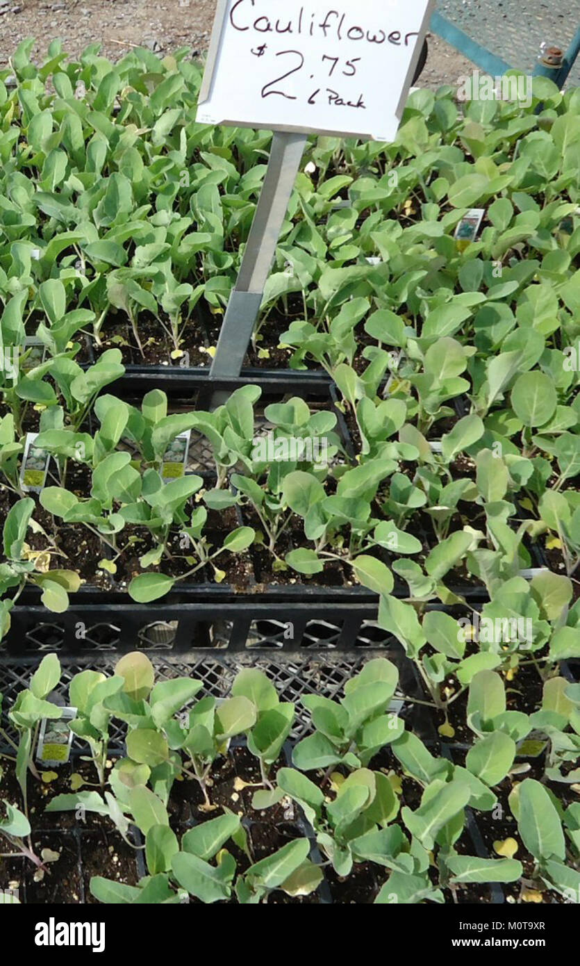 Cauliflower plants are growing in New Jersey during April, showing the ...