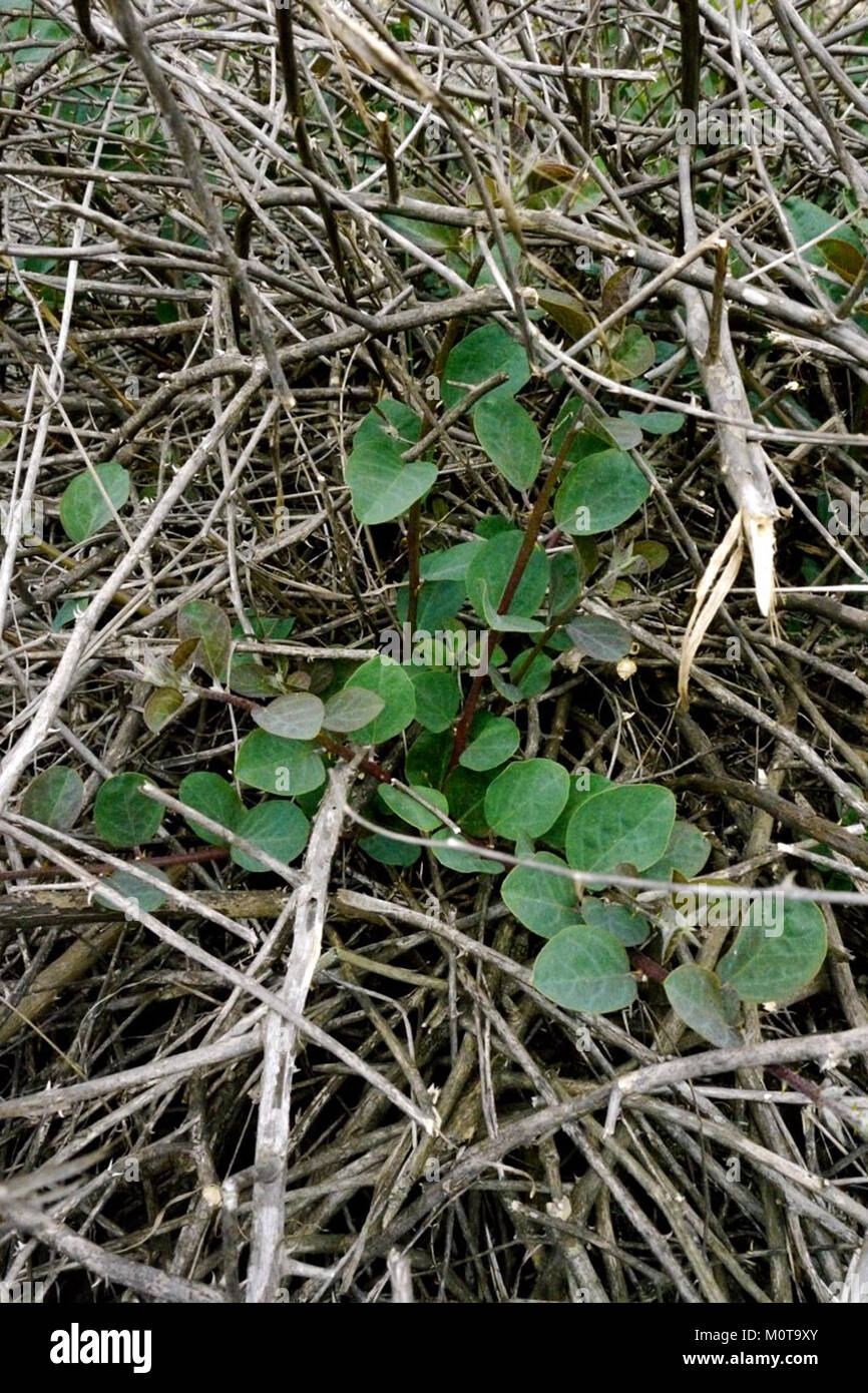 The image features Capparis spinosa, commonly known as the caper plant ...